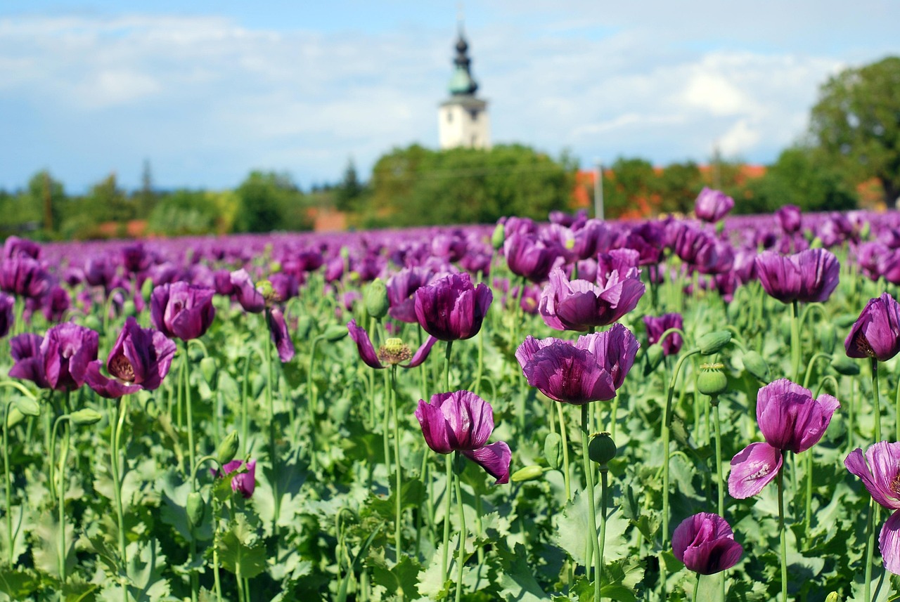 Blumen Mohnblumen - Photo gratuite sur Pixabay - Pixabay