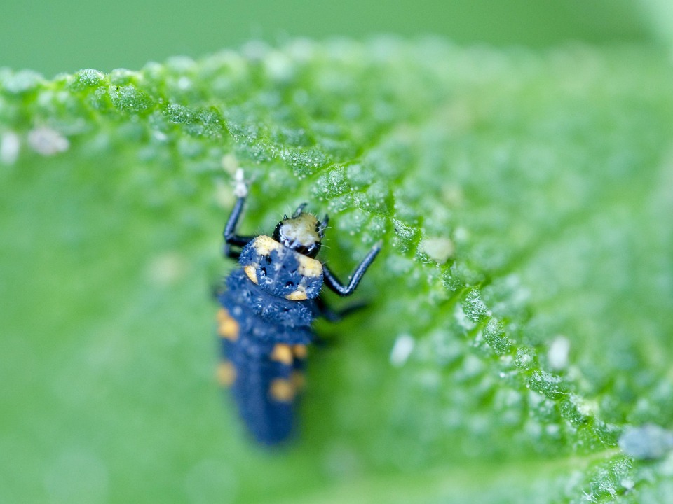 Insect Macro Beetle Close - Free photo on Pixabay - Pixabay