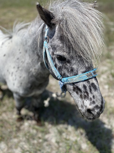 Pferd Feld Die Natur - Kostenloses Foto auf Pixabay - Pixabay