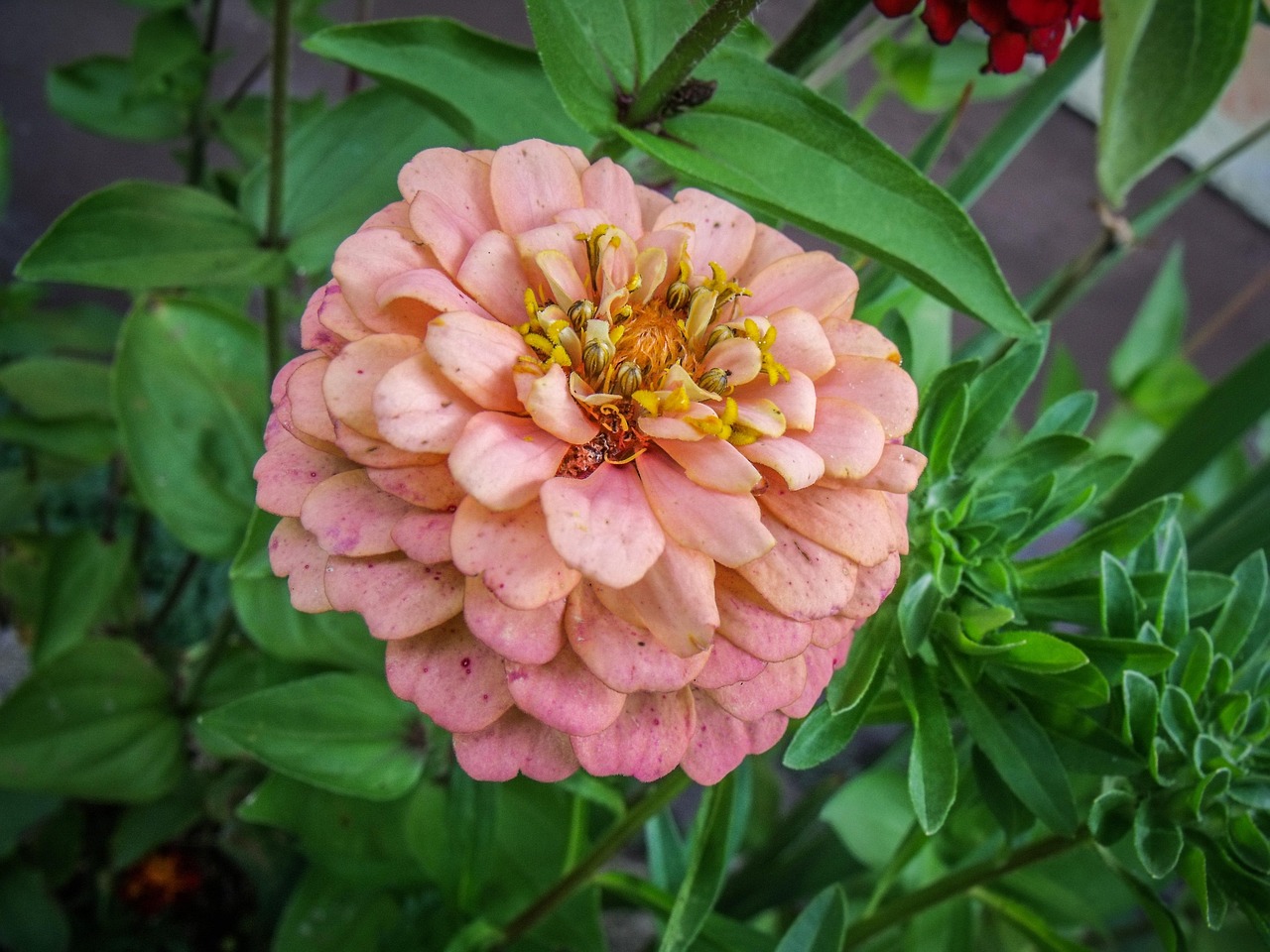 Bloom Plant Flower - Free photo on Pixabay - Pixabay