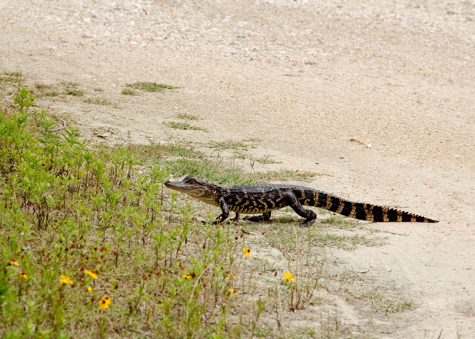 Baby Alligator Reptile Swamp - Free photo on Pixabay