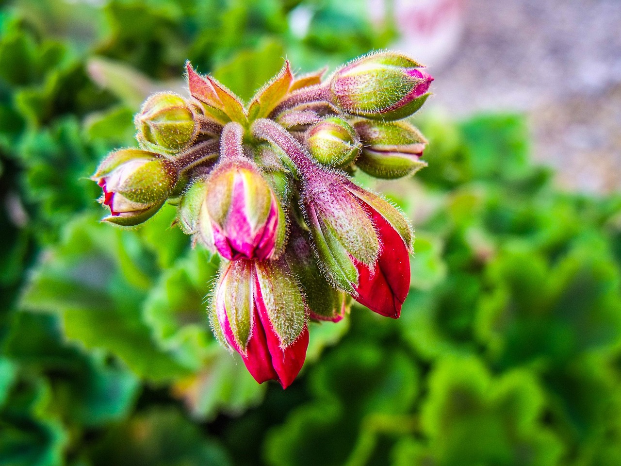 Bloom Plant Flower - Free photo on Pixabay - Pixabay