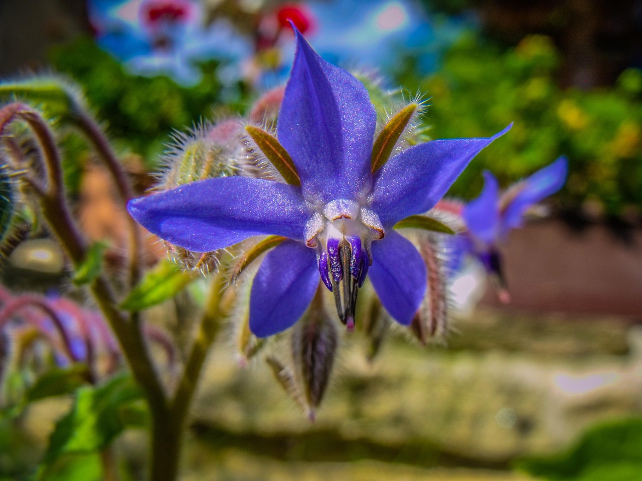 Bloom Plant Flower - Free photo on Pixabay - Pixabay