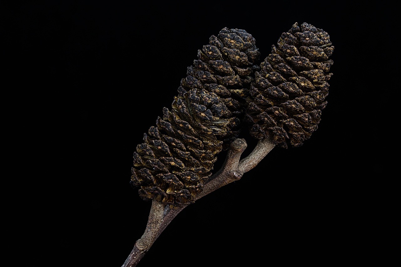 Cones Forest Nature - Free photo on Pixabay