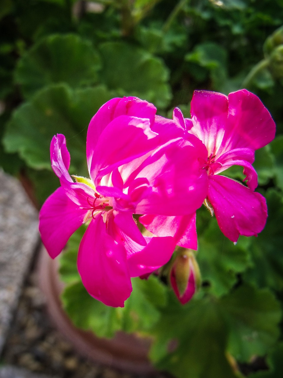 Bloom Plant Flower - Free photo on Pixabay - Pixabay