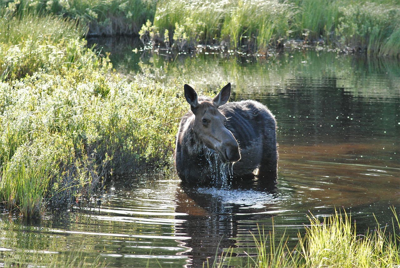20+ Free Moose Water & Moose Images - Pixabay