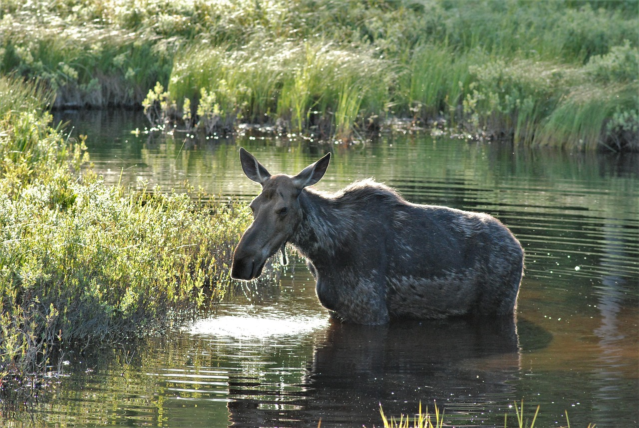 Page 2 - 700+ Free Moose & Nature Images - Pixabay