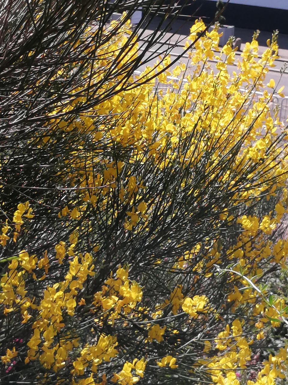 Yellow Flowers Wild Nature - Free photo on Pixabay
