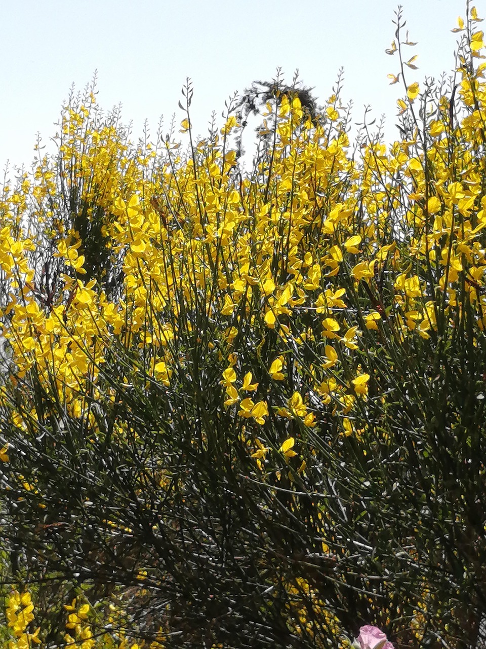 1+ Free Romária & Yellow Flowers Images - Pixabay