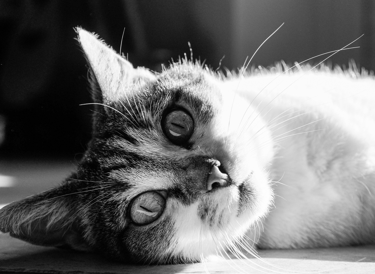 300,000+ Free Animal Talking & Talking Images - Pixabay
