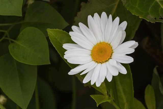 Bunga Margrit Leucanthemum Vulgare - Foto gratis di Pixabay - Pixabay