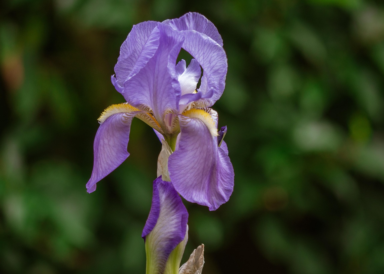 800+ Free Purple Iris & Iris Images - Pixabay