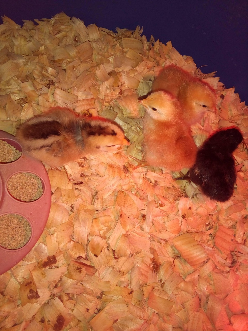 Chicken Baby Poultry - Free photo on Pixabay - Pixabay