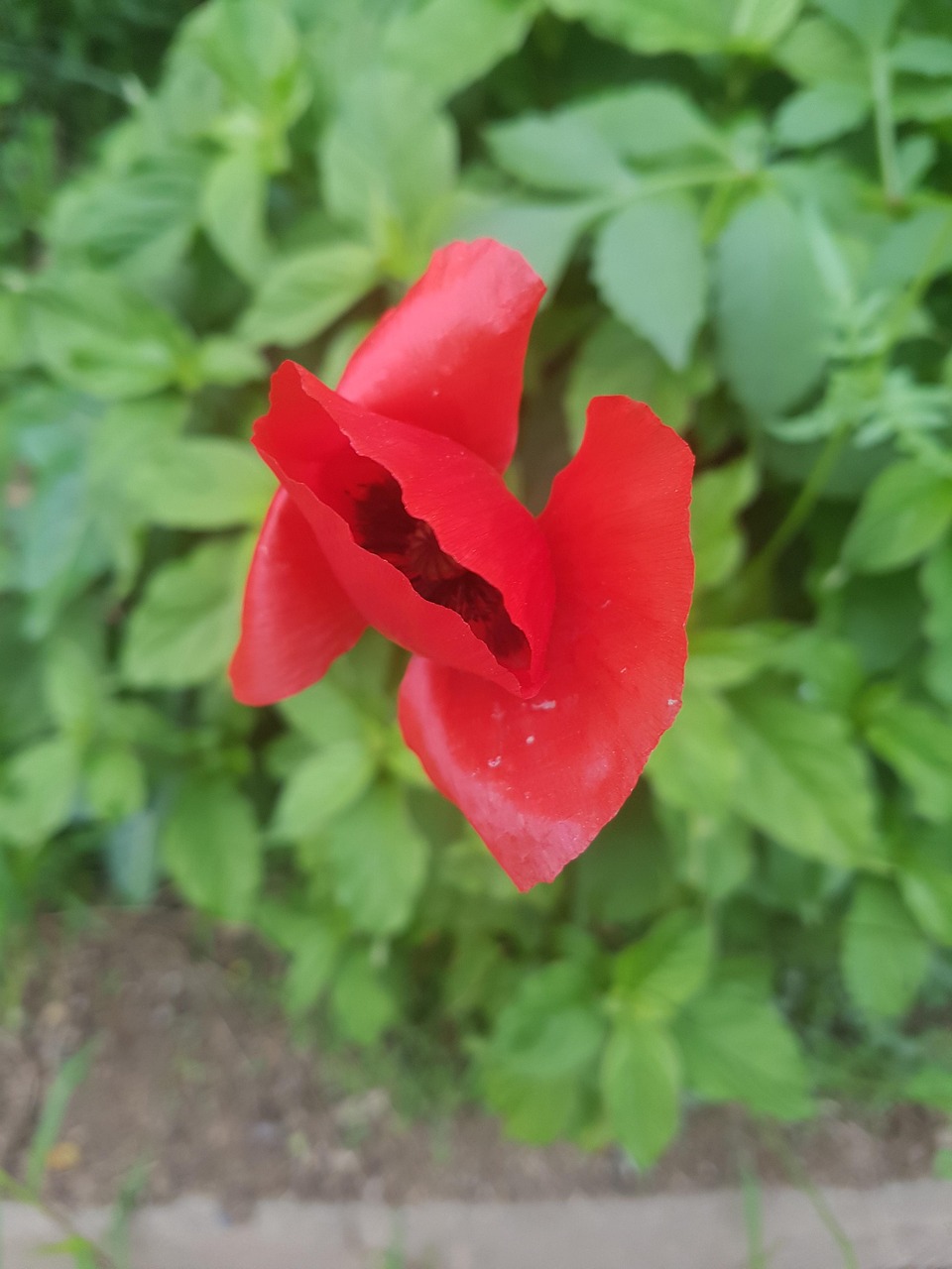 Une Fleur Rare Rouge - Photo gratuite sur Pixabay - Pixabay