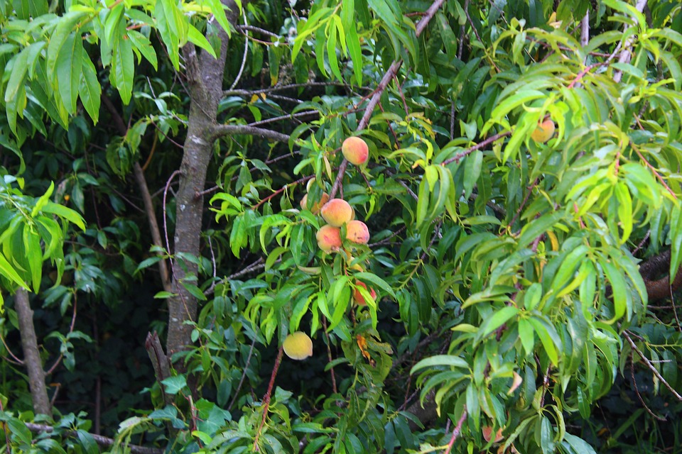 Pêssegos Fruta Árvore - Foto gratuita no Pixabay - Pixabay