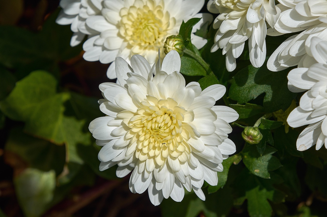 Margaritas Folhas Margarida - Foto gratuita no Pixabay - Pixabay