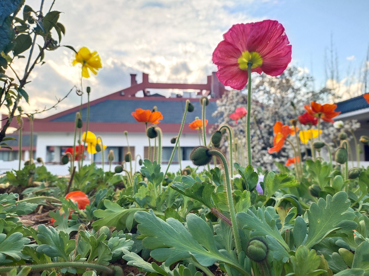 Flower View Green - Free photo on Pixabay - Pixabay
