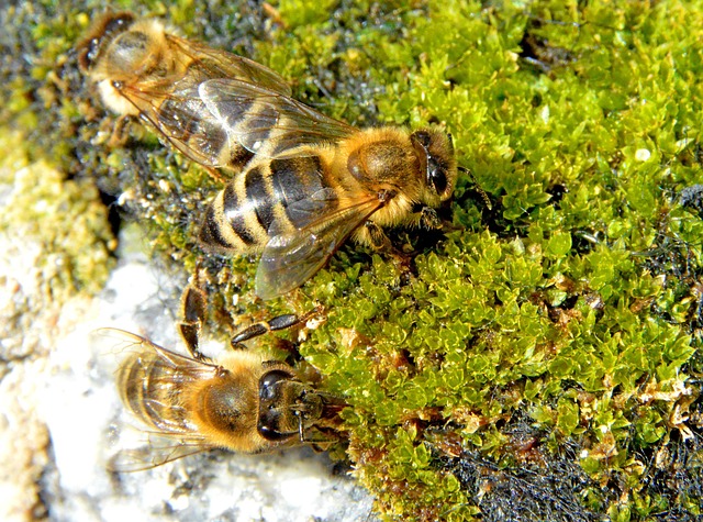 Bienen Biene Bee - Free photo on Pixabay - Pixabay