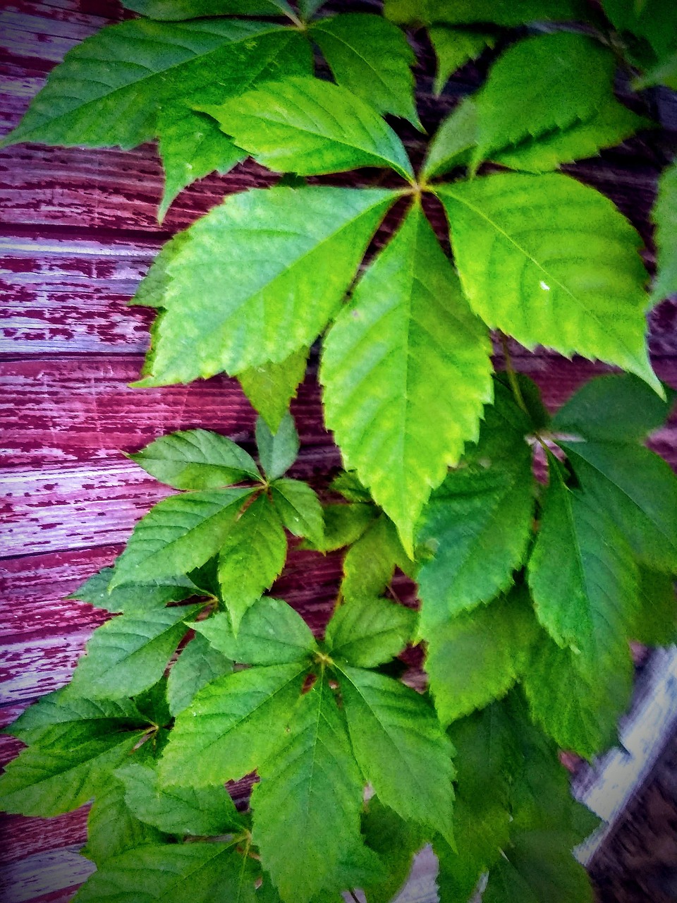 Rustic Shed Nature - Free photo on Pixabay - Pixabay