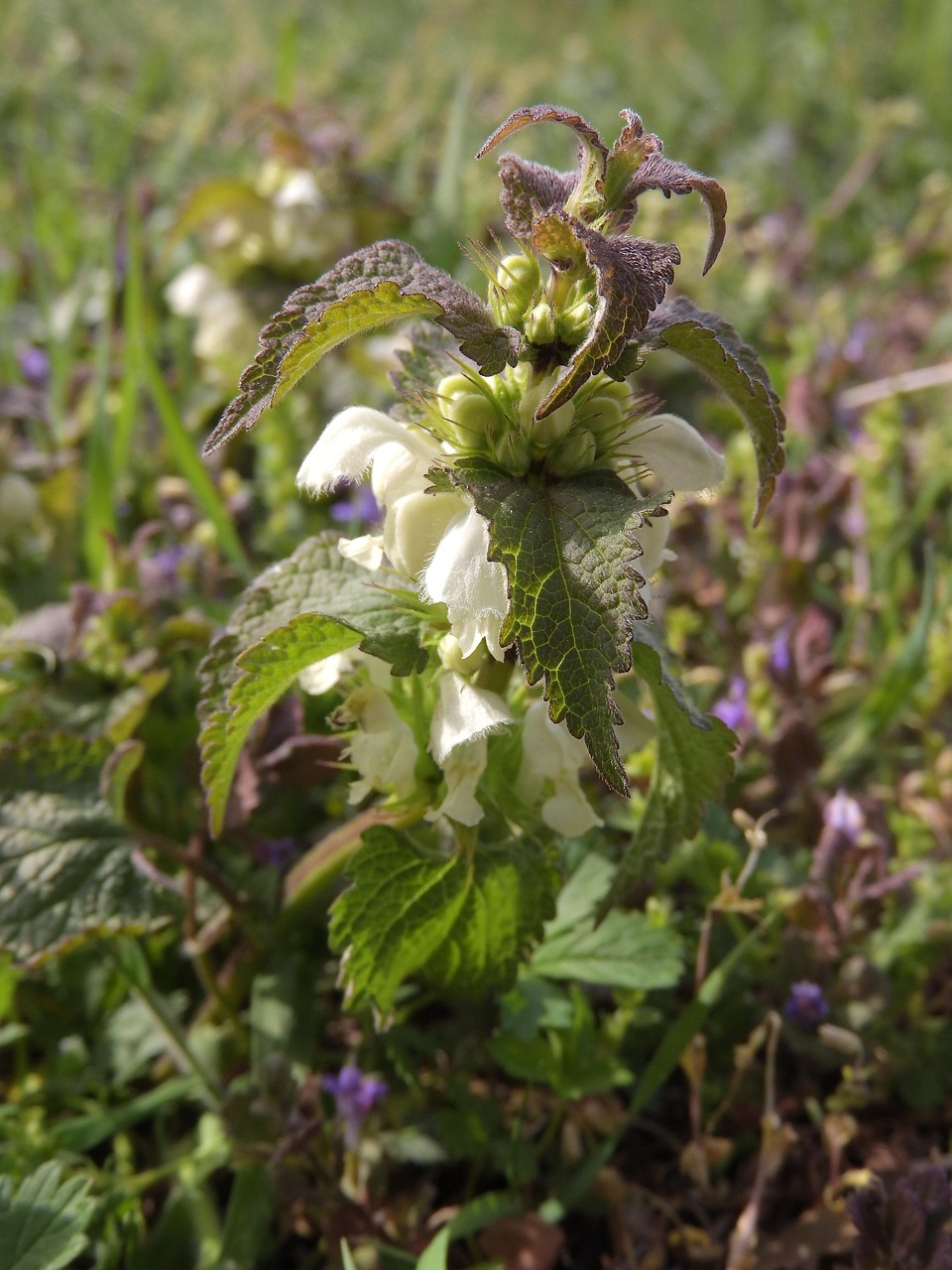 Lamium Album Hluchavka Jelatang - Foto gratis di Pixabay - Pixabay