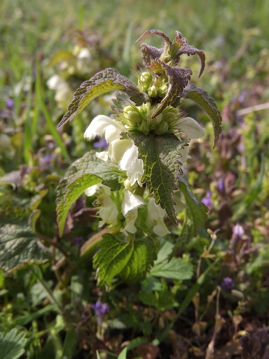 Lamium Album Hluchavka The White - Free photo on Pixabay
