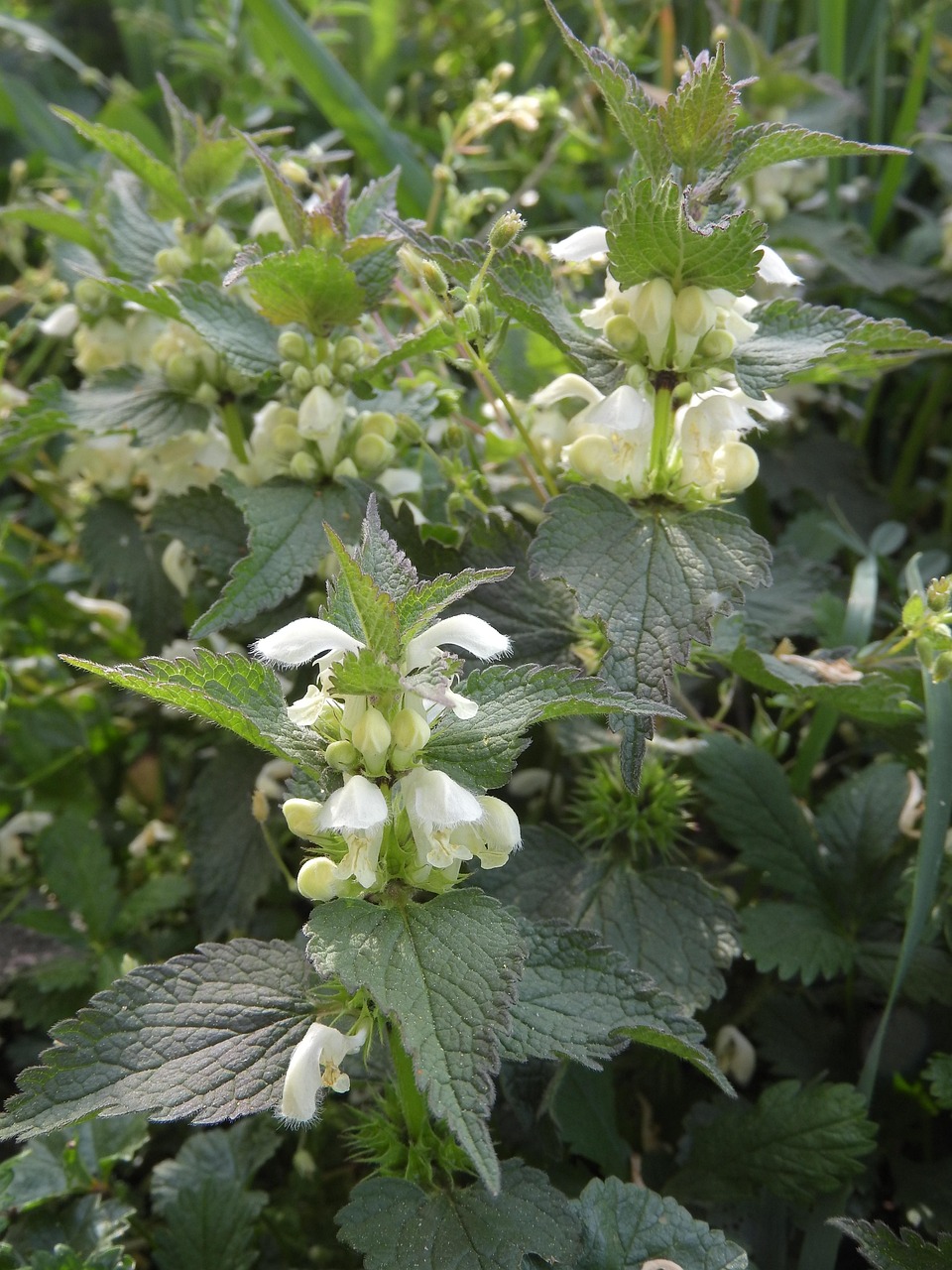 Lamium Album Hluchavka L'Ortie - Photo gratuite sur Pixabay - Pixabay
