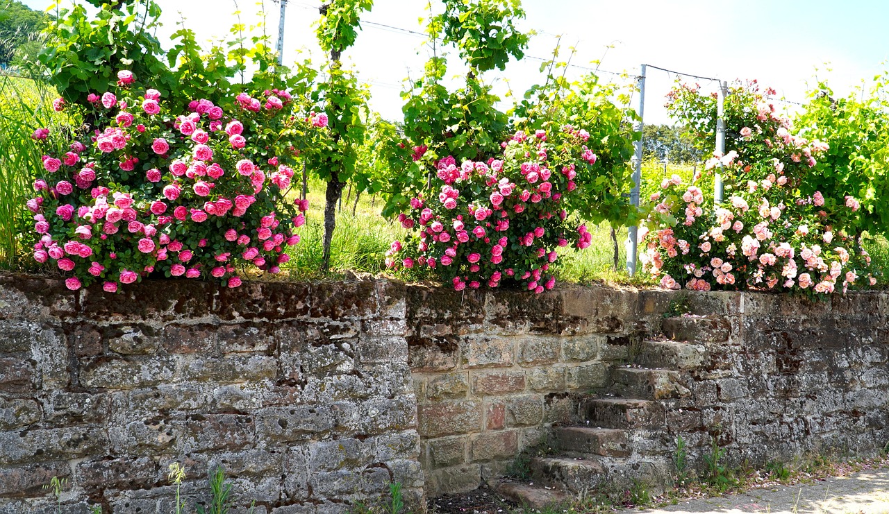 Rosas Flor Pared - Foto gratis en Pixabay - Pixabay