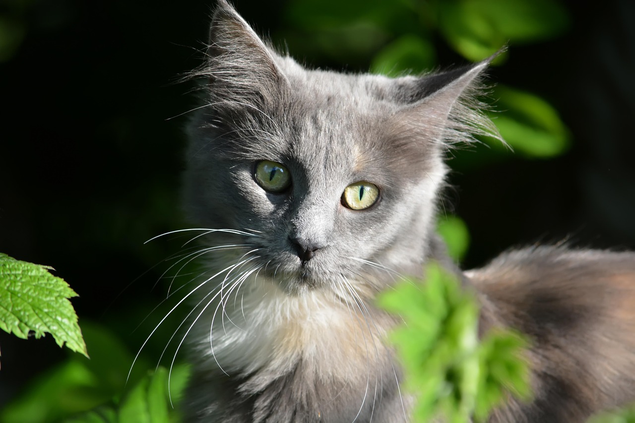 Kathy Chat Maine Coon - Photo gratuite sur Pixabay - Pixabay