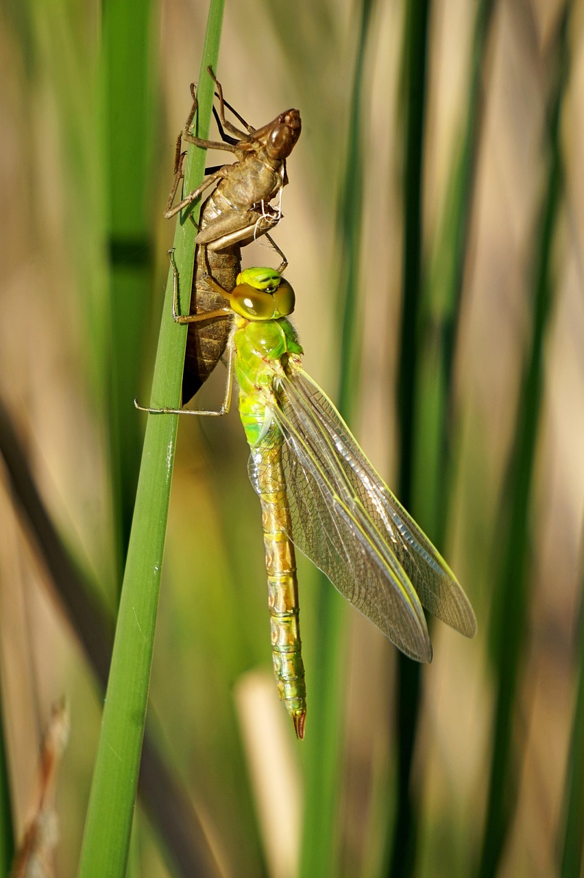 Dragon-Fly Hatch Nature Close - Free photo on Pixabay - Pixabay
