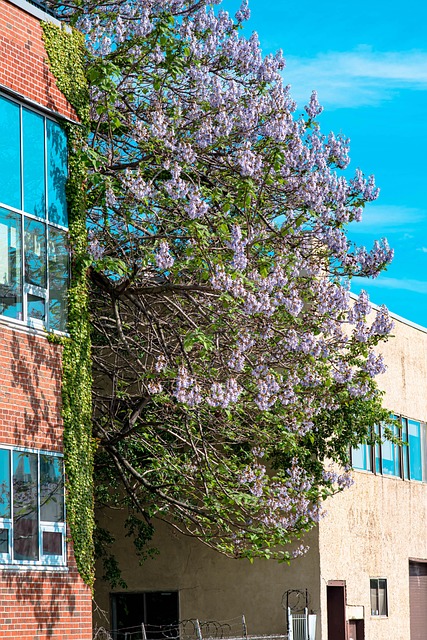 Building Blooming Tree - Free photo on Pixabay - Pixabay