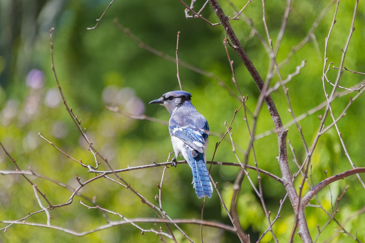 Vogels Blauwe Gaai Dieren In Het - Gratis foto op Pixabay - Pixabay