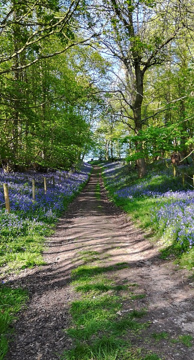 Klokje Wandeling Bomen - Gratis foto op Pixabay - Pixabay