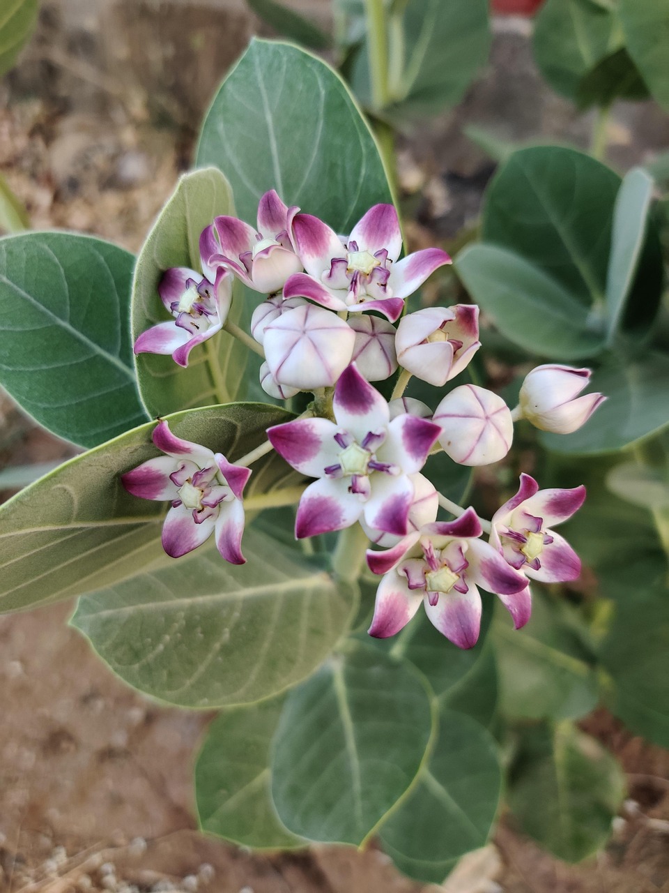 Calotropis Gigantea Flower For - Free photo on Pixabay