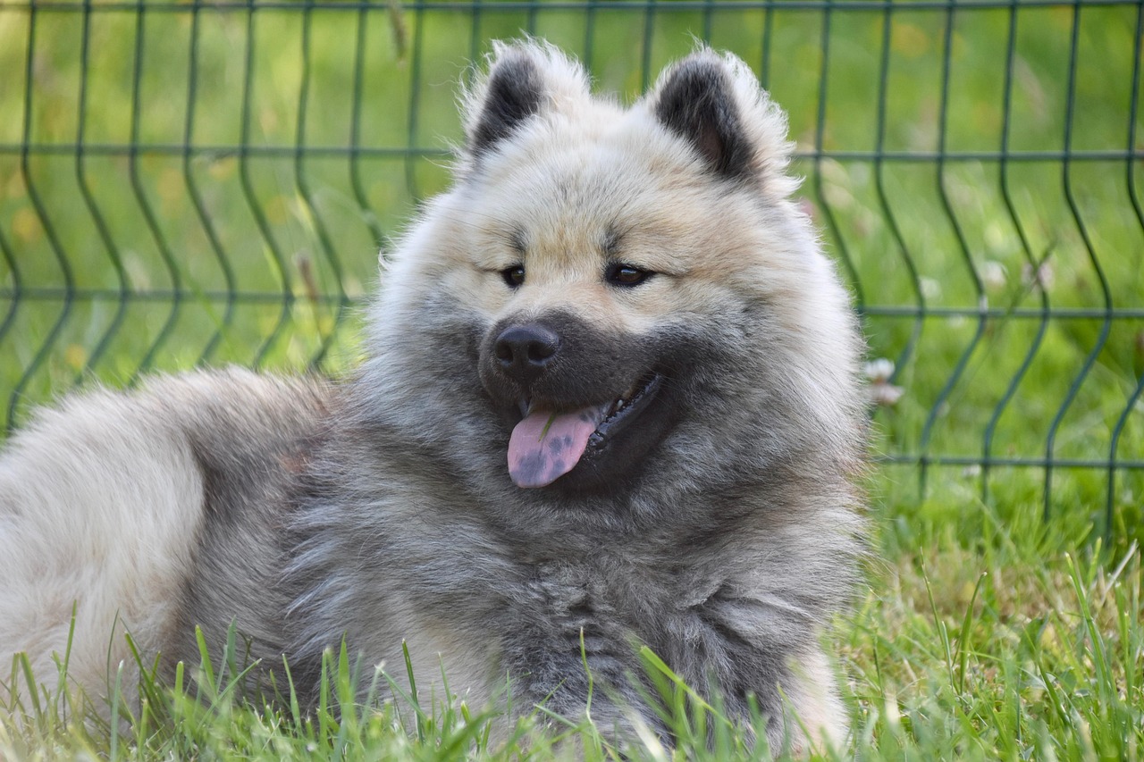 개 Eurasier 남성 - Pixabay의 무료 사진 - Pixabay