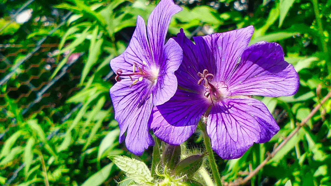 Bunga-Bunga Musim Semi Kebun - Foto gratis di Pixabay - Pixabay
