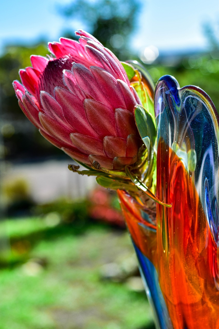Protea Vase Plant - Free photo on Pixabay - Pixabay
