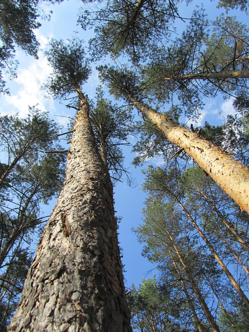 Pin Forêt Tronc - Photo gratuite sur Pixabay - Pixabay