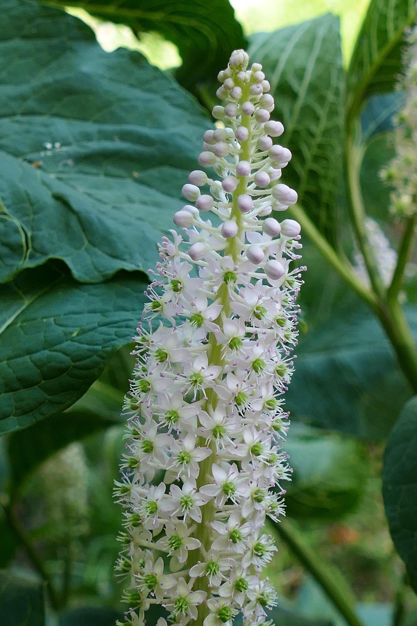 Pokeweed Phytolacca Plant - Free photo on Pixabay - Pixabay