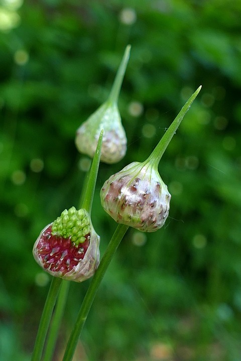 Oignon Sauvage Plante - Photo gratuite sur Pixabay - Pixabay