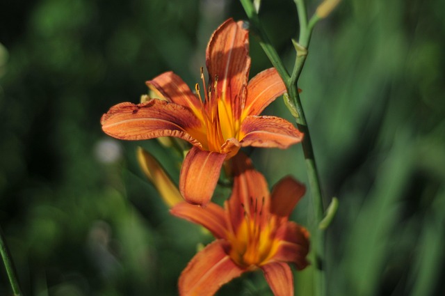 Lily Surprise Flower - Free photo on Pixabay - Pixabay