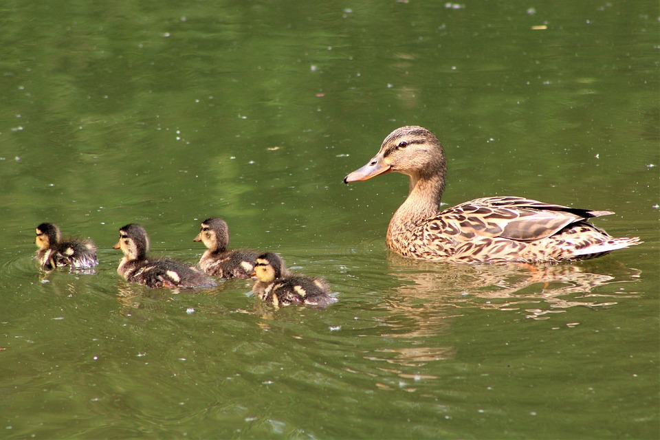 Duck Bird Nature - Free photo on Pixabay