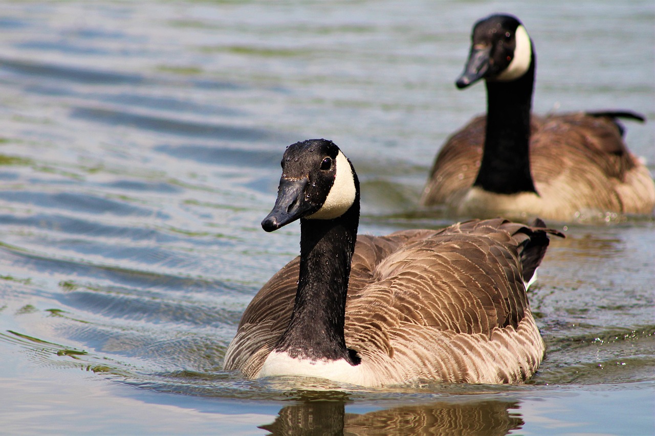 Goose Bird Nature - Free photo on Pixabay