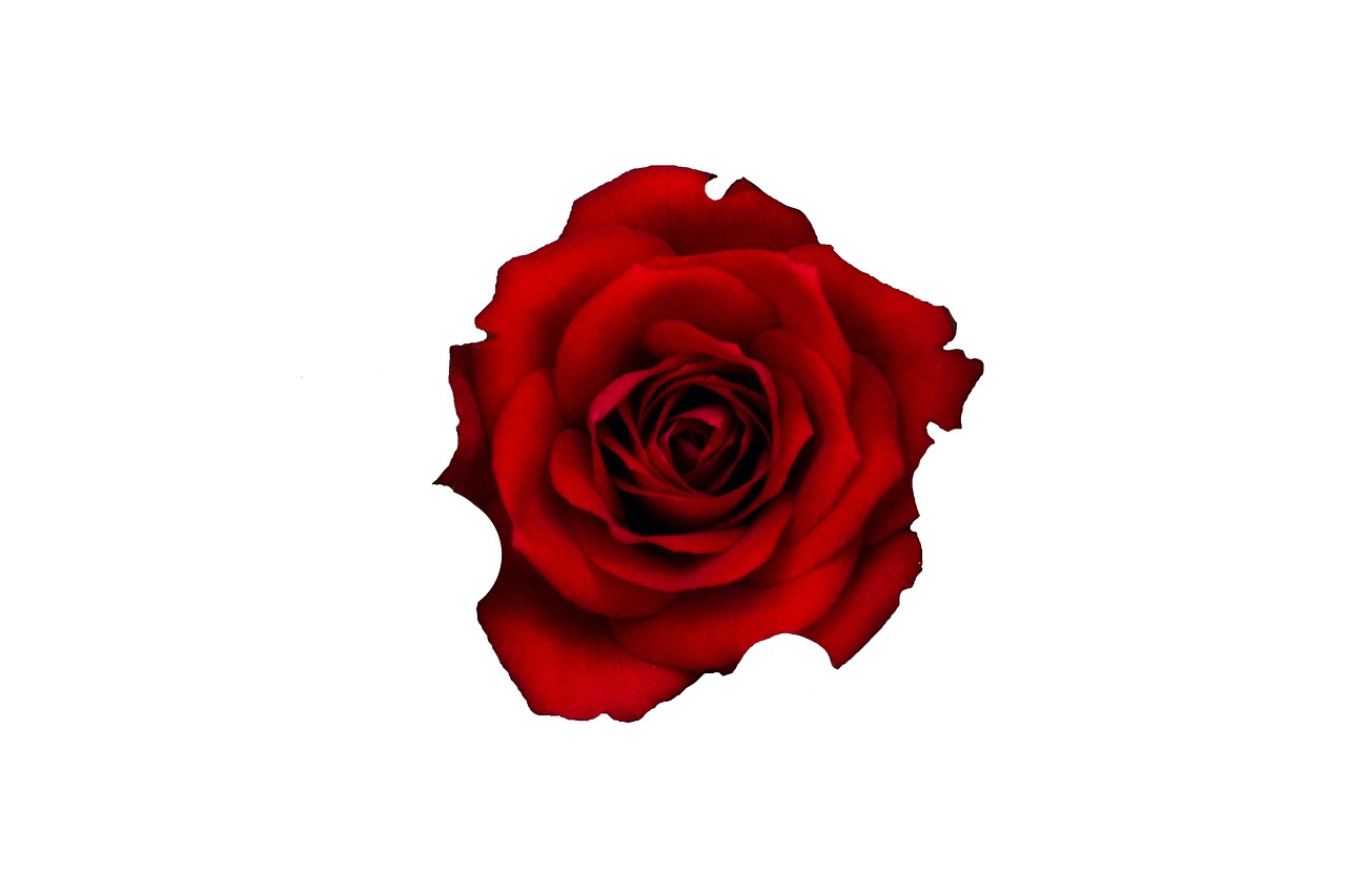 Rosa Pitiminí Sevilla Spanien - Kostenloses Foto auf Pixabay - Pixabay