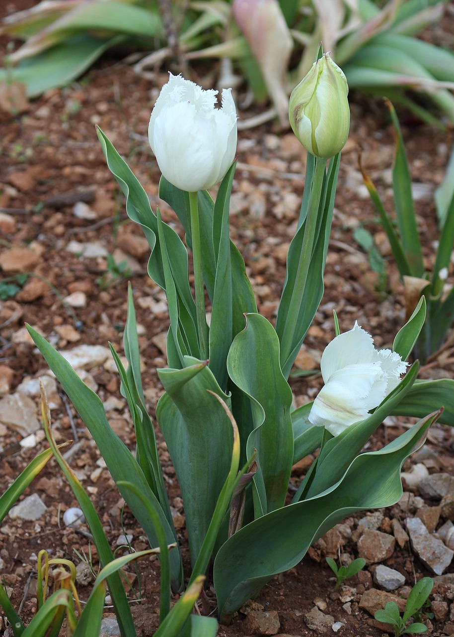 Branco Flores Brancas Tulipas - Foto gratuita no Pixabay - Pixabay