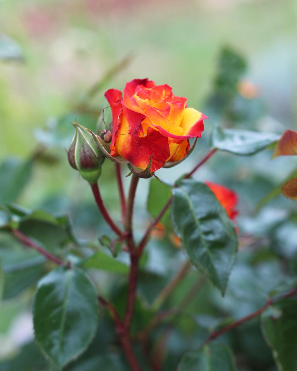 Brillant Orange Jaune Rose - Photo gratuite sur Pixabay - Pixabay