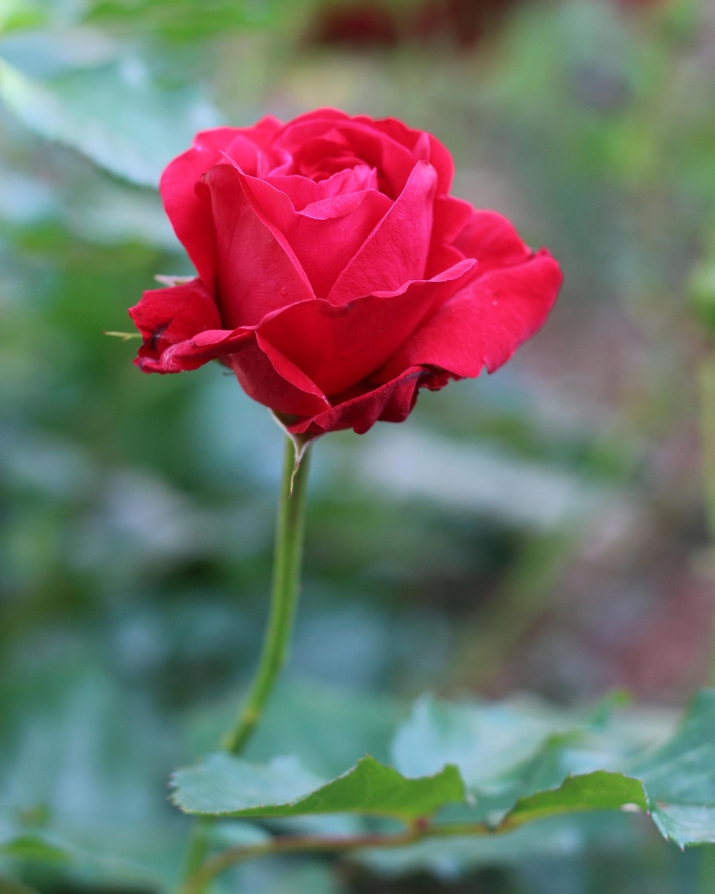 Red Roses Pictures Free