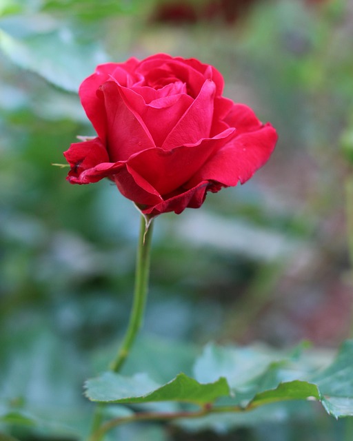 Red Rose Flower - Free photo on Pixabay
