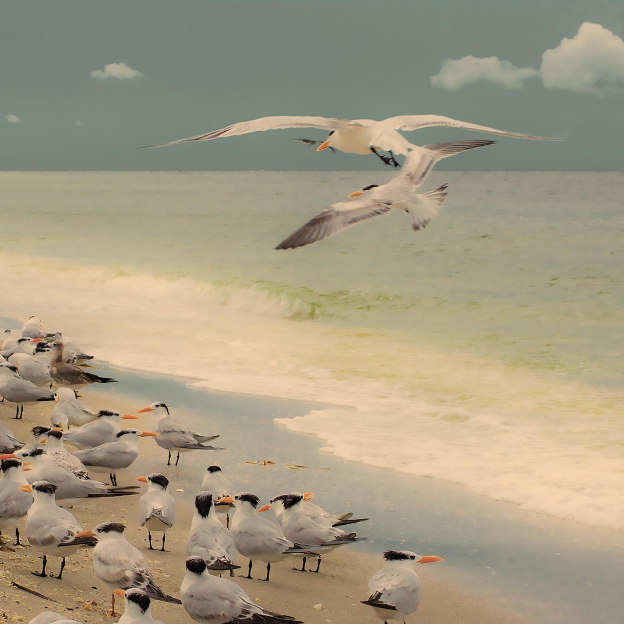 Playa Aves Nubes - Foto gratis en Pixabay - Pixabay