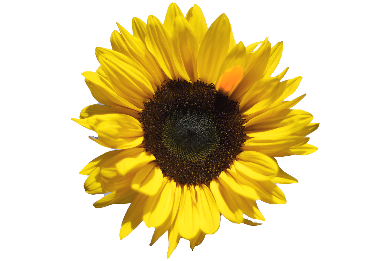Sunflower Sun Summer - Free image on Pixabay