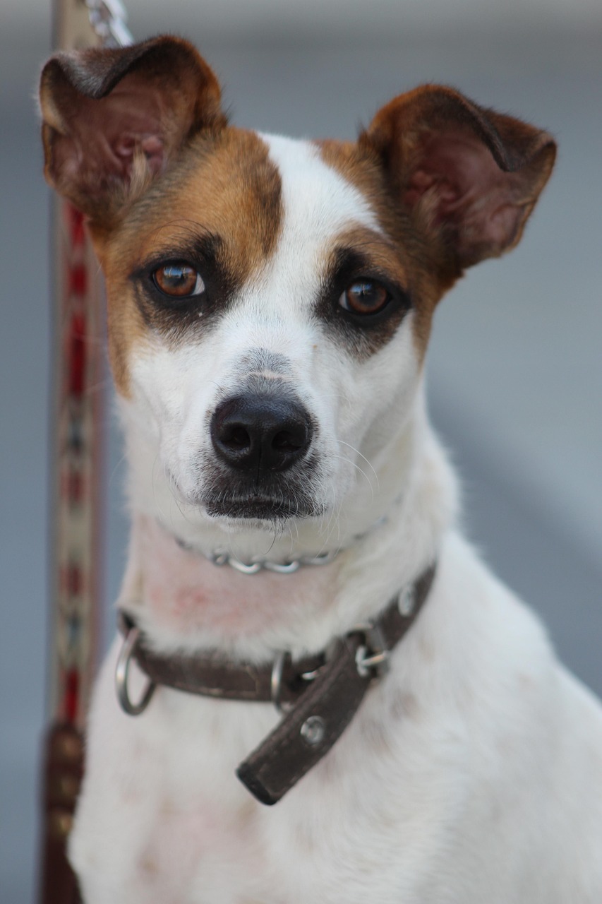 Brown Eyes Happy Dog Cute - Free photo on Pixabay - Pixabay